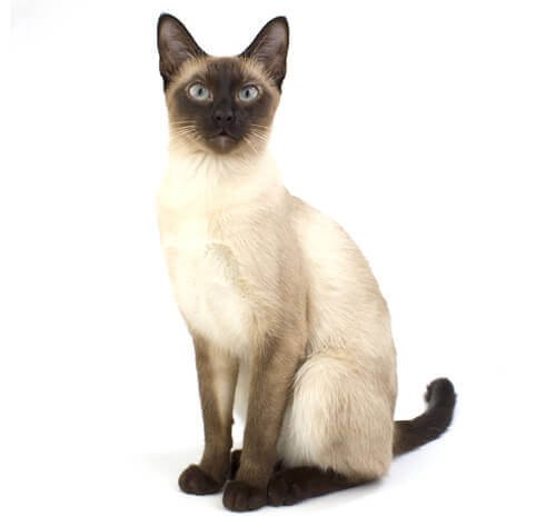 Сіамська: інформація про породу котів | Purina UA